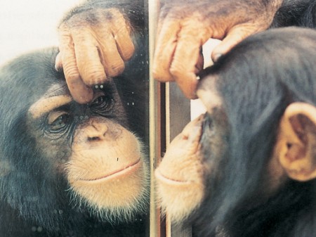 chimp-mirror test self recognition sentient sentience intelligence ...